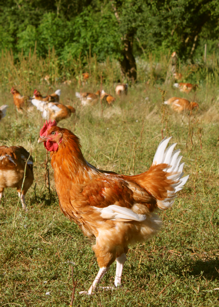 Poulet fermier blanc - Label Rouge - Auvray Volailles
